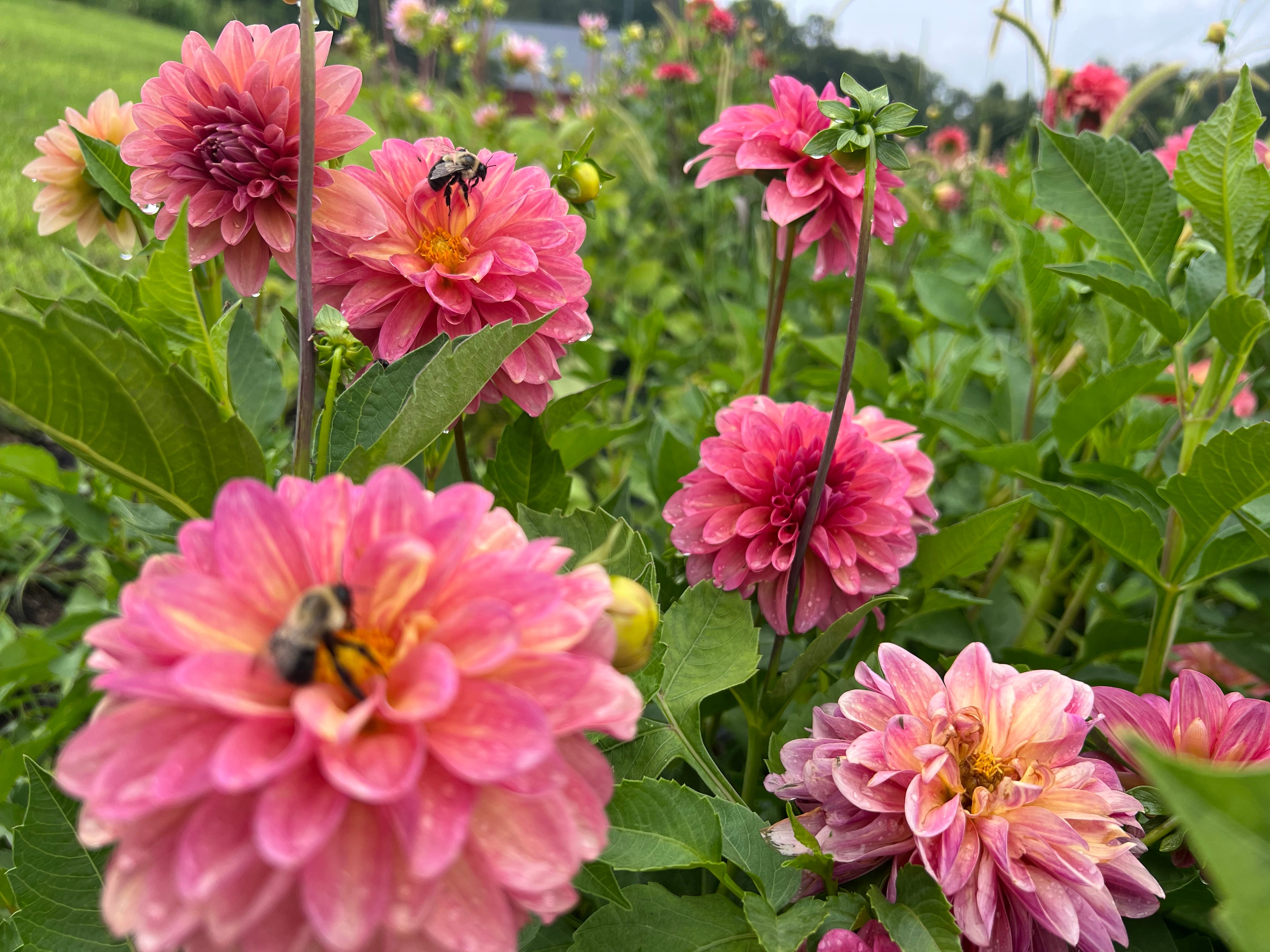 Bloomquist Philly – starkfarms