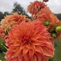 Bloomquist Jean – starkfarms