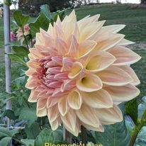 Bloomquist Alan – starkfarms