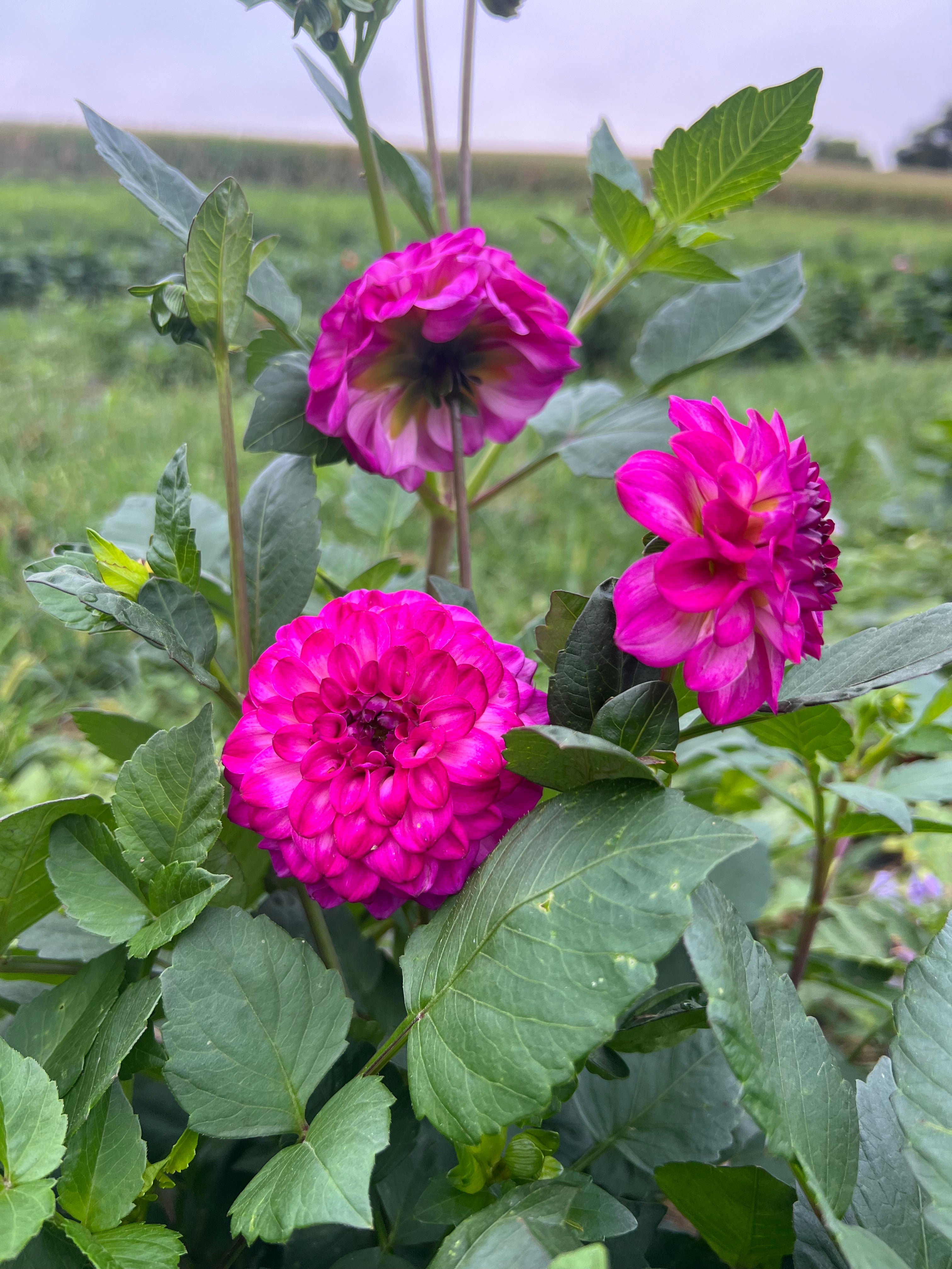 Bloomquist Valiant – starkfarms