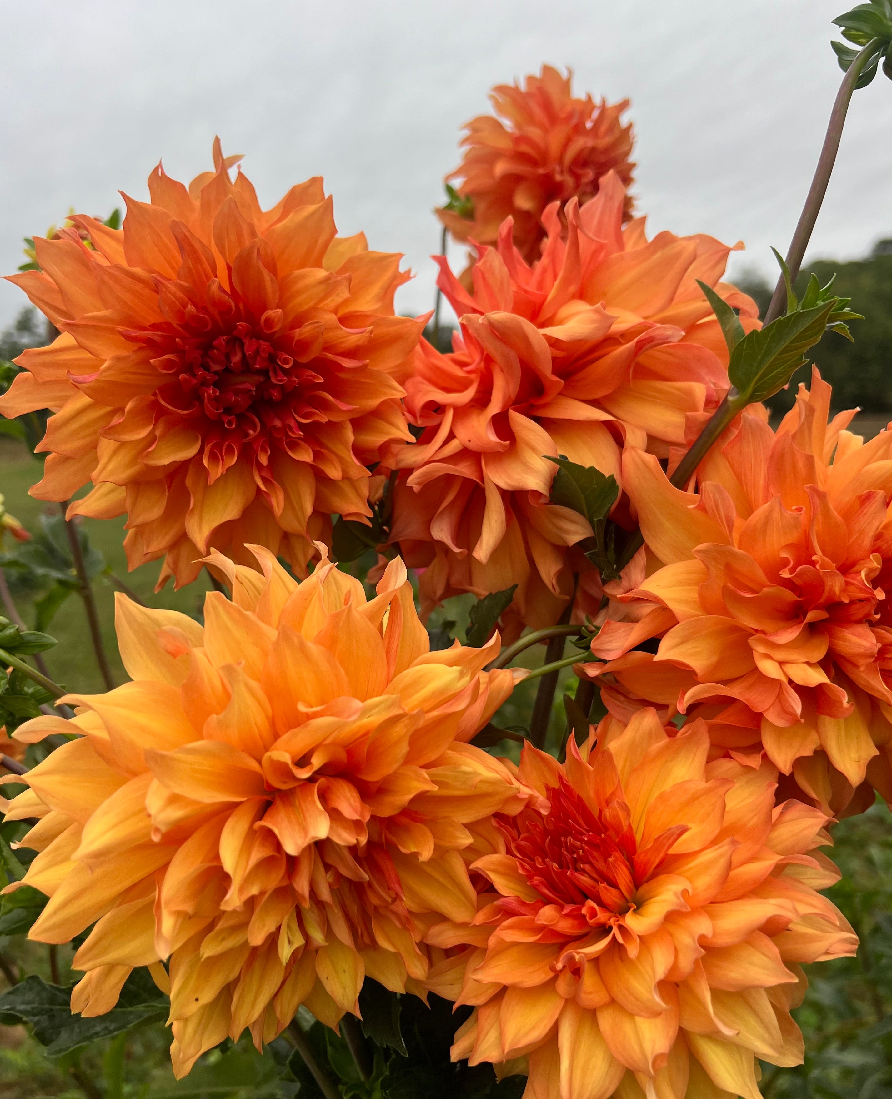 Bloomquist Blast Off – starkfarms