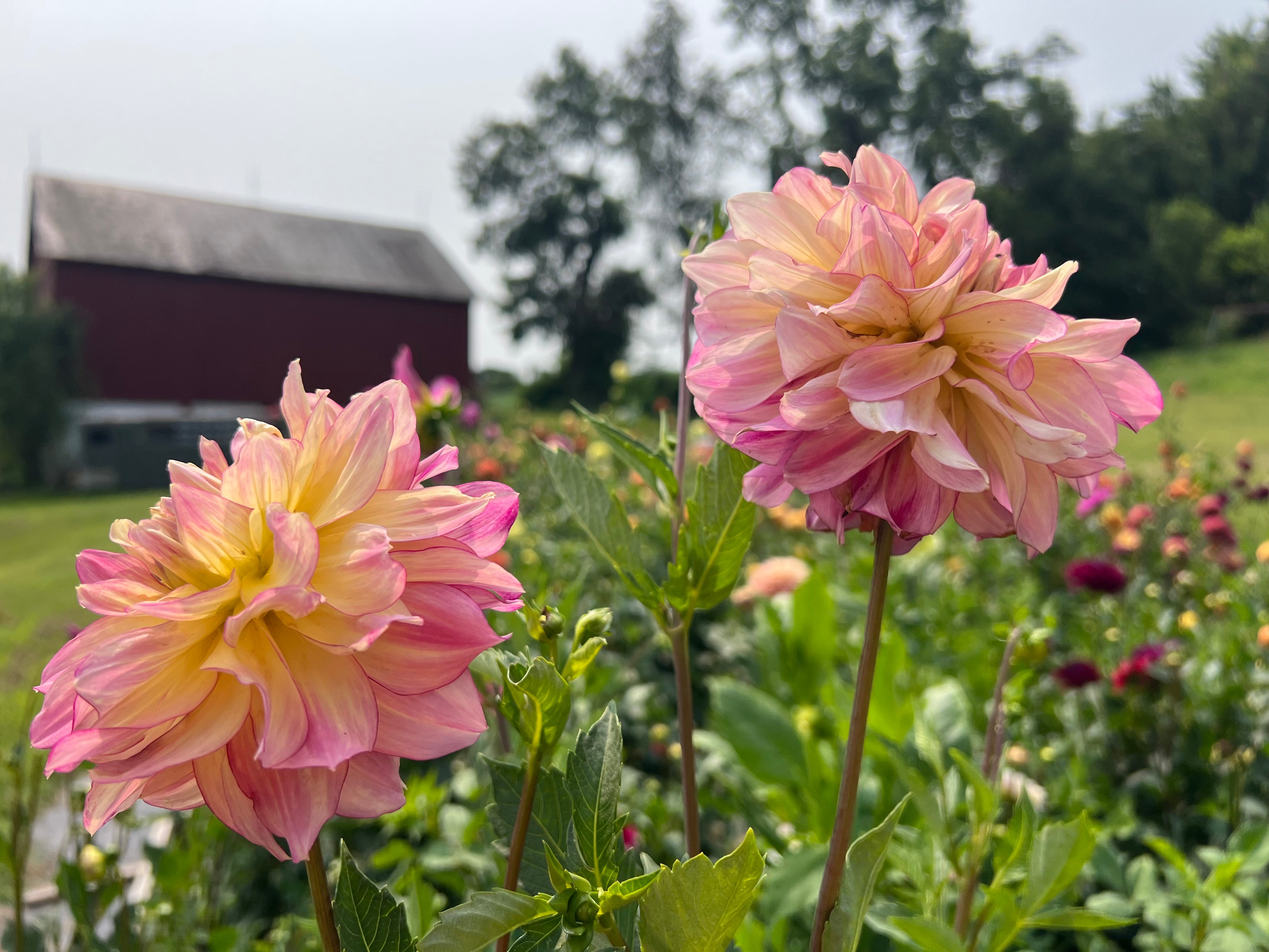 AC Twisp – starkfarms