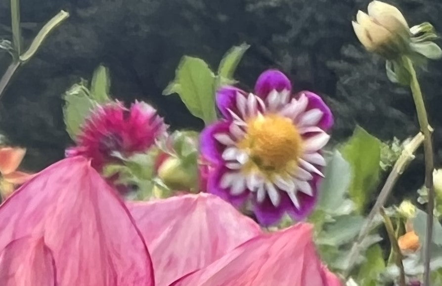 Bloomquist Catalina – starkfarms