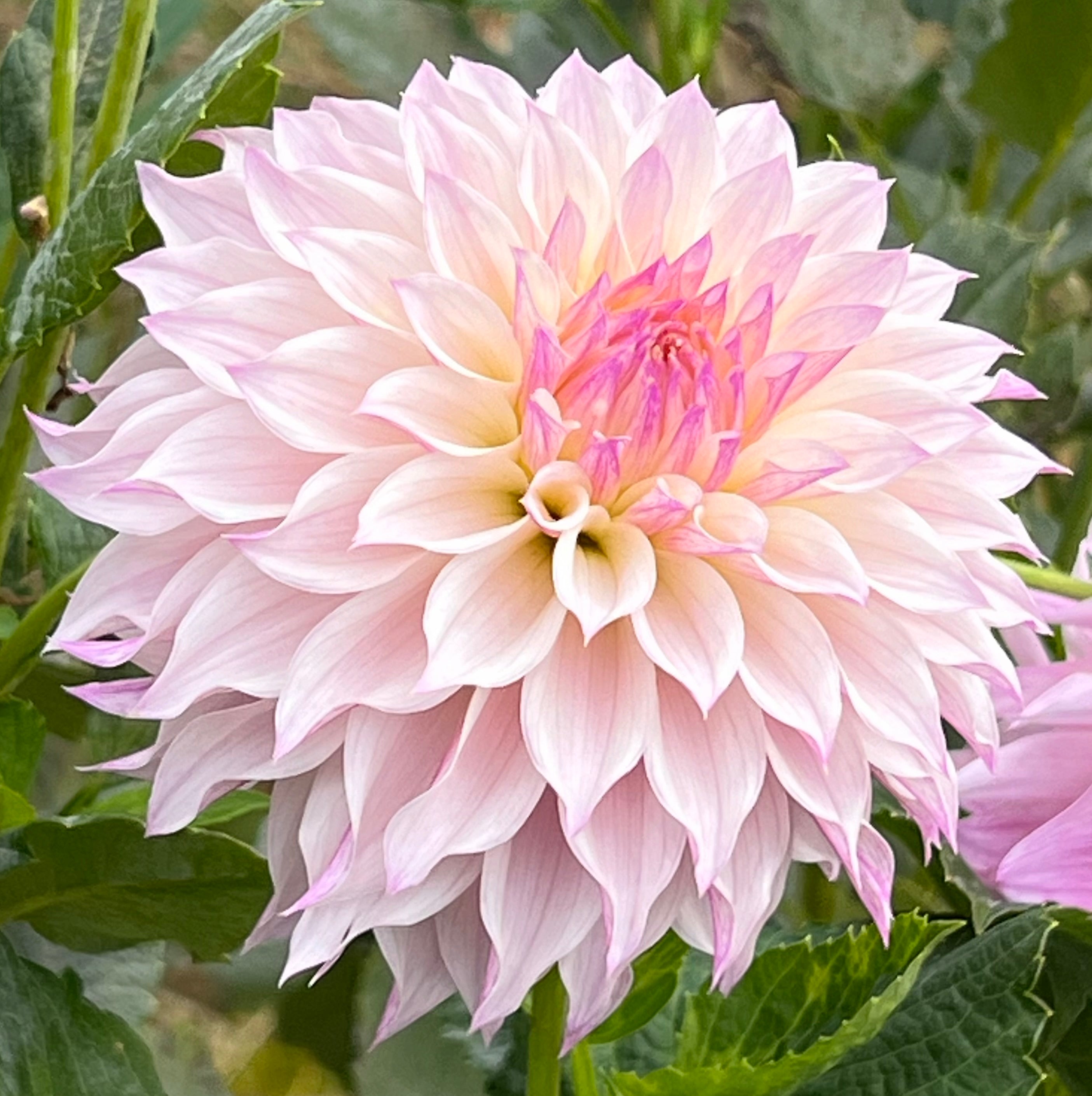 Bloomquist Compare – starkfarms