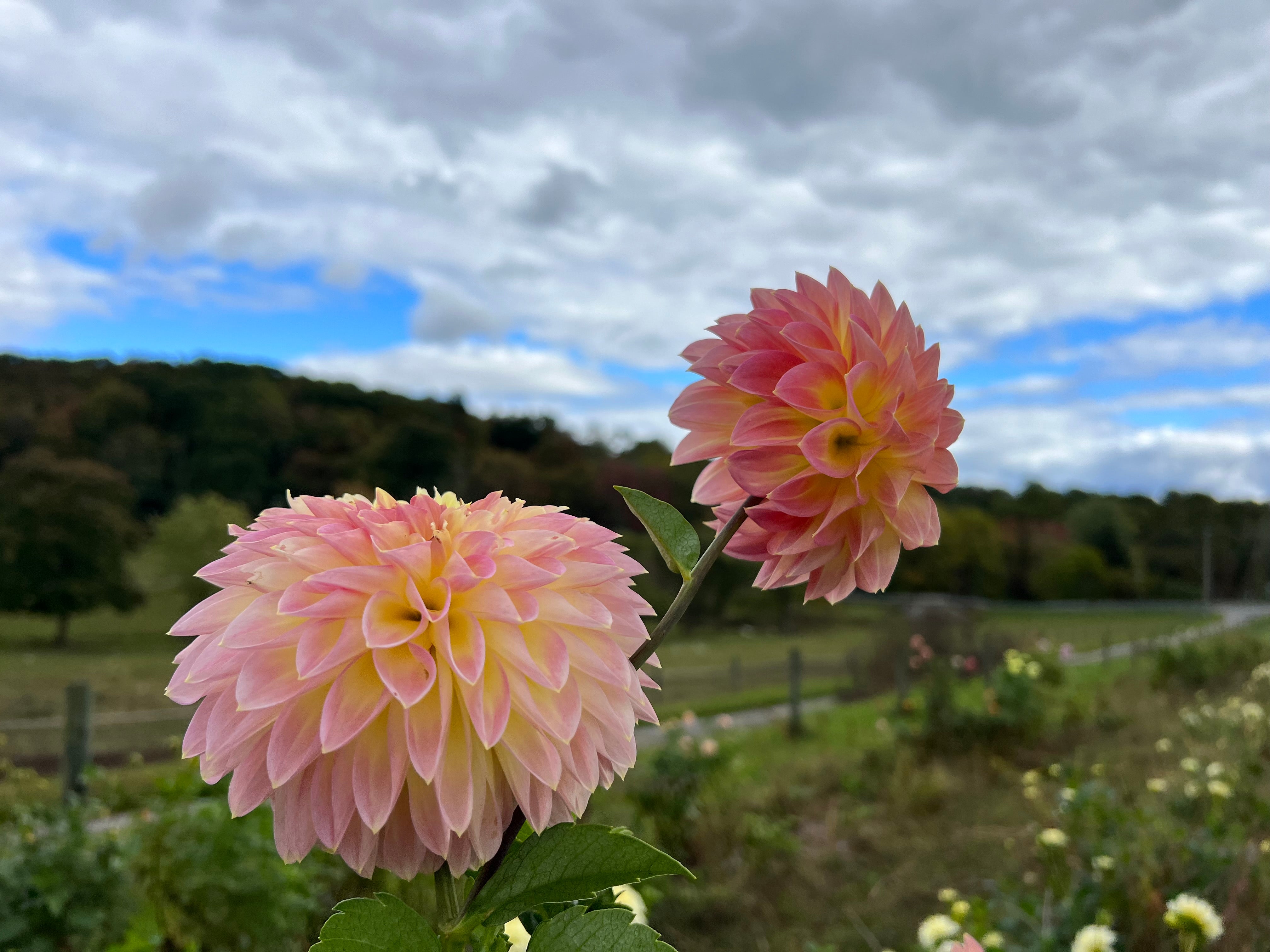 Bloomquist Jerry – starkfarms