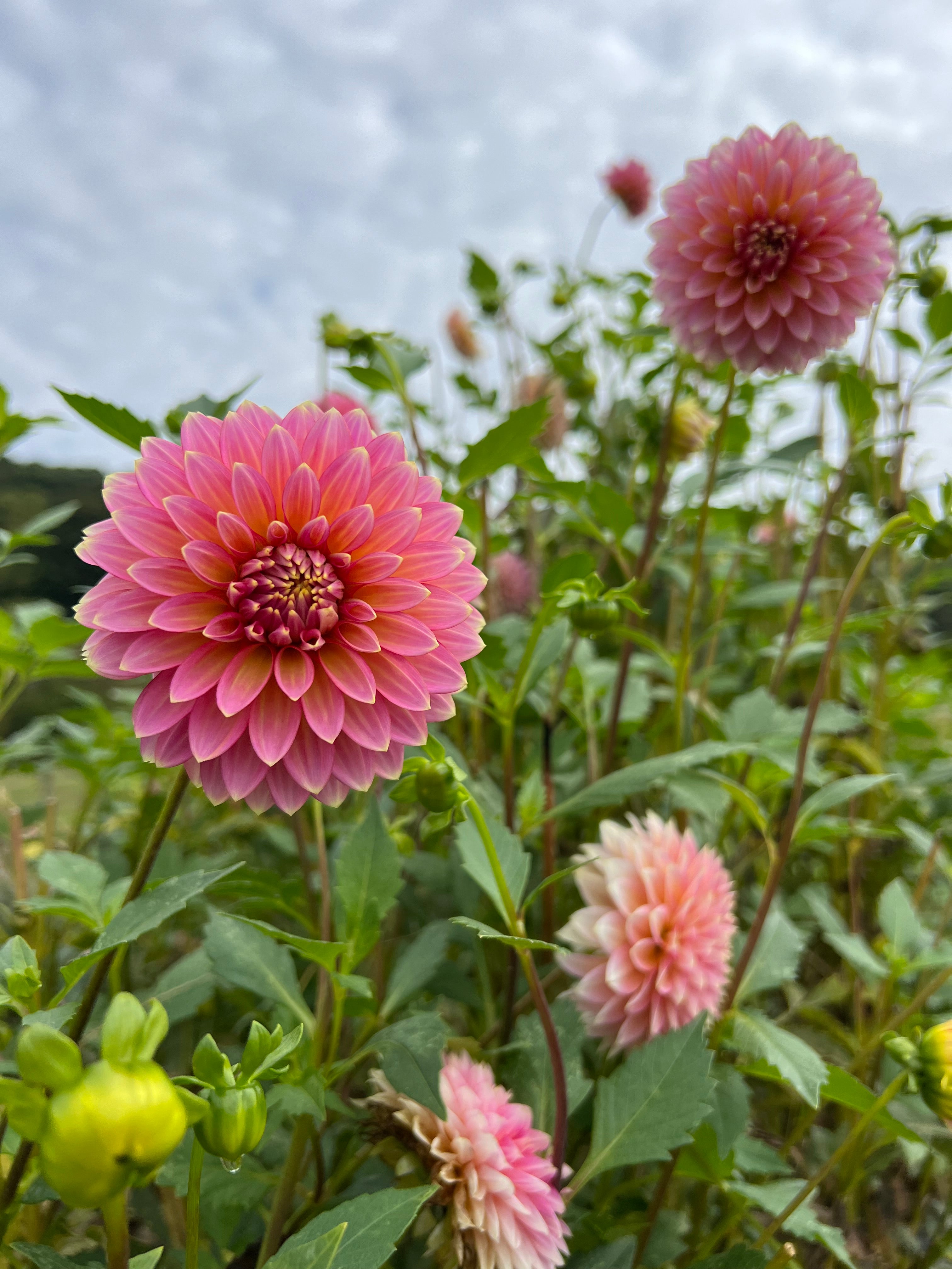 Bloomquist Mojo – starkfarms