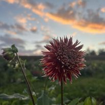 Bloomquist Firecracker – starkfarms