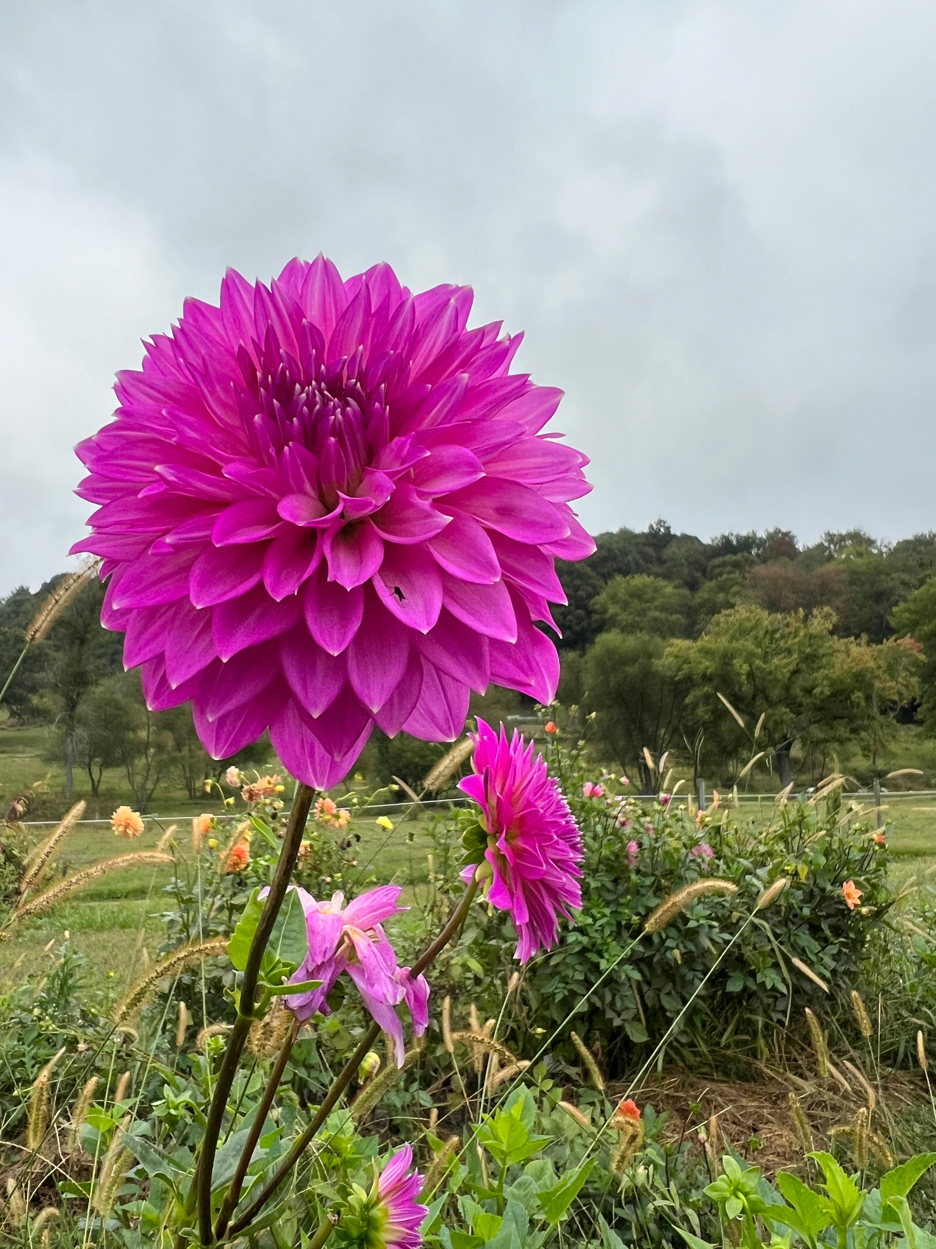 Bloomquist Clear Delight – starkfarms