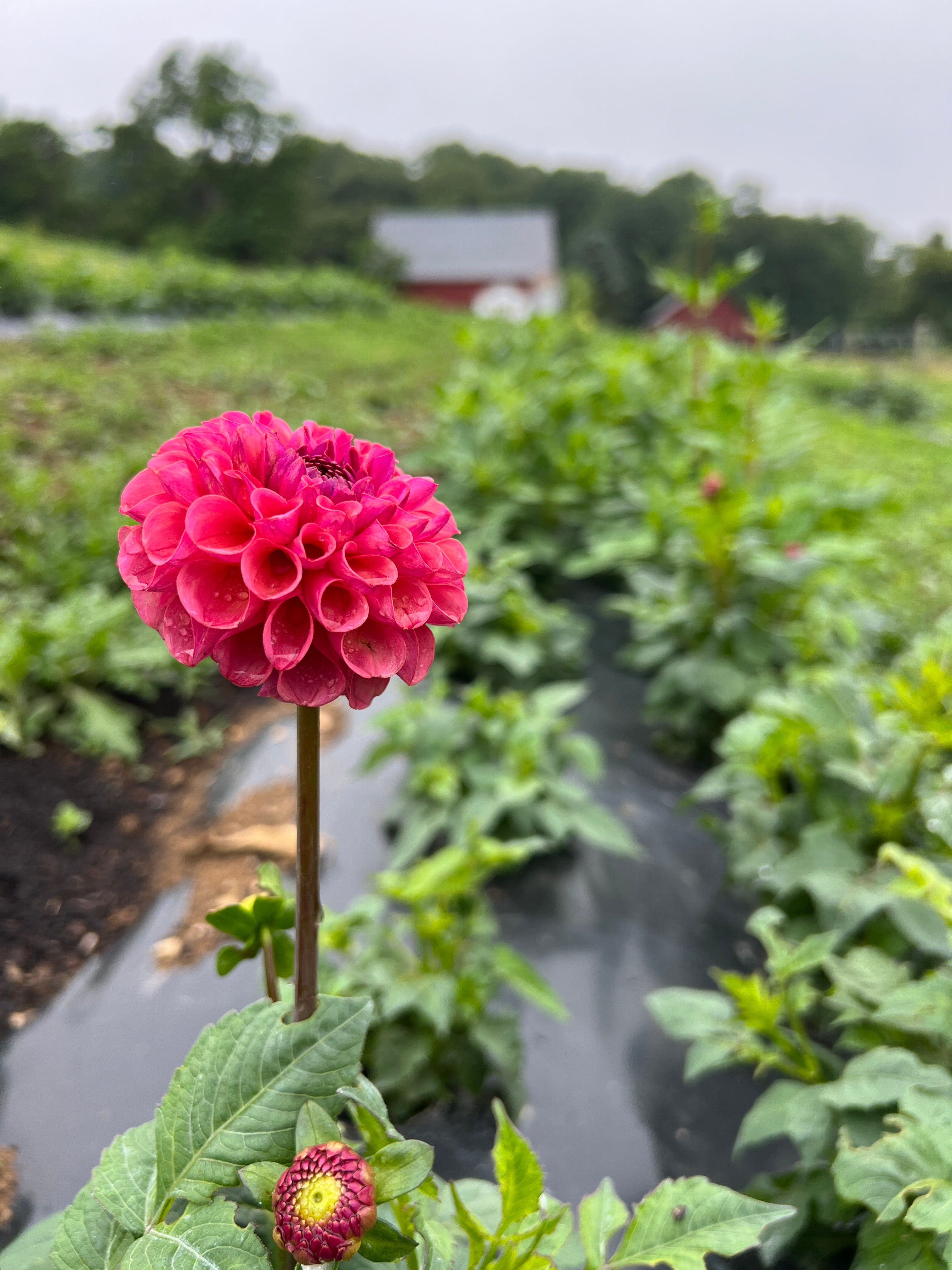 Ferncliff Rusty – starkfarms