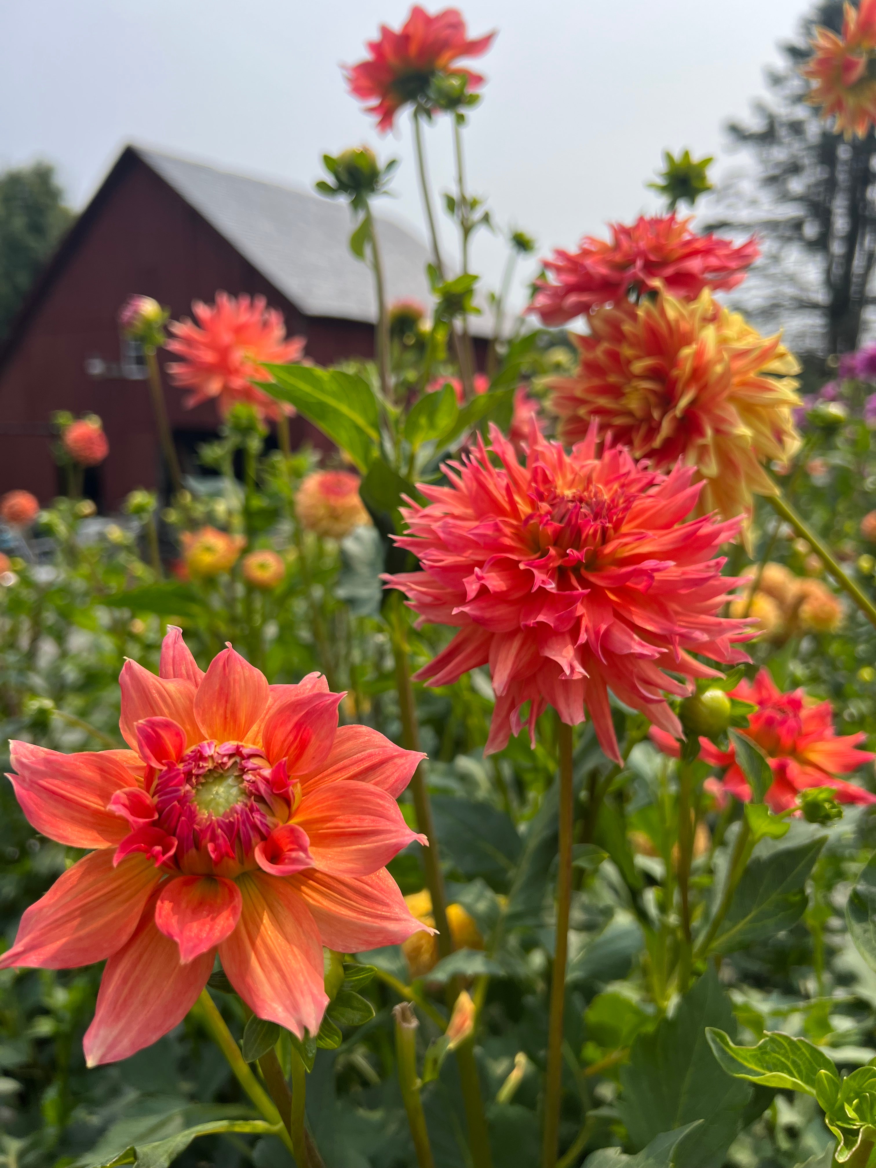 Ferncliff Tropics – starkfarms