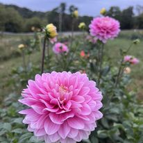 Hapet Rose Dream – starkfarms