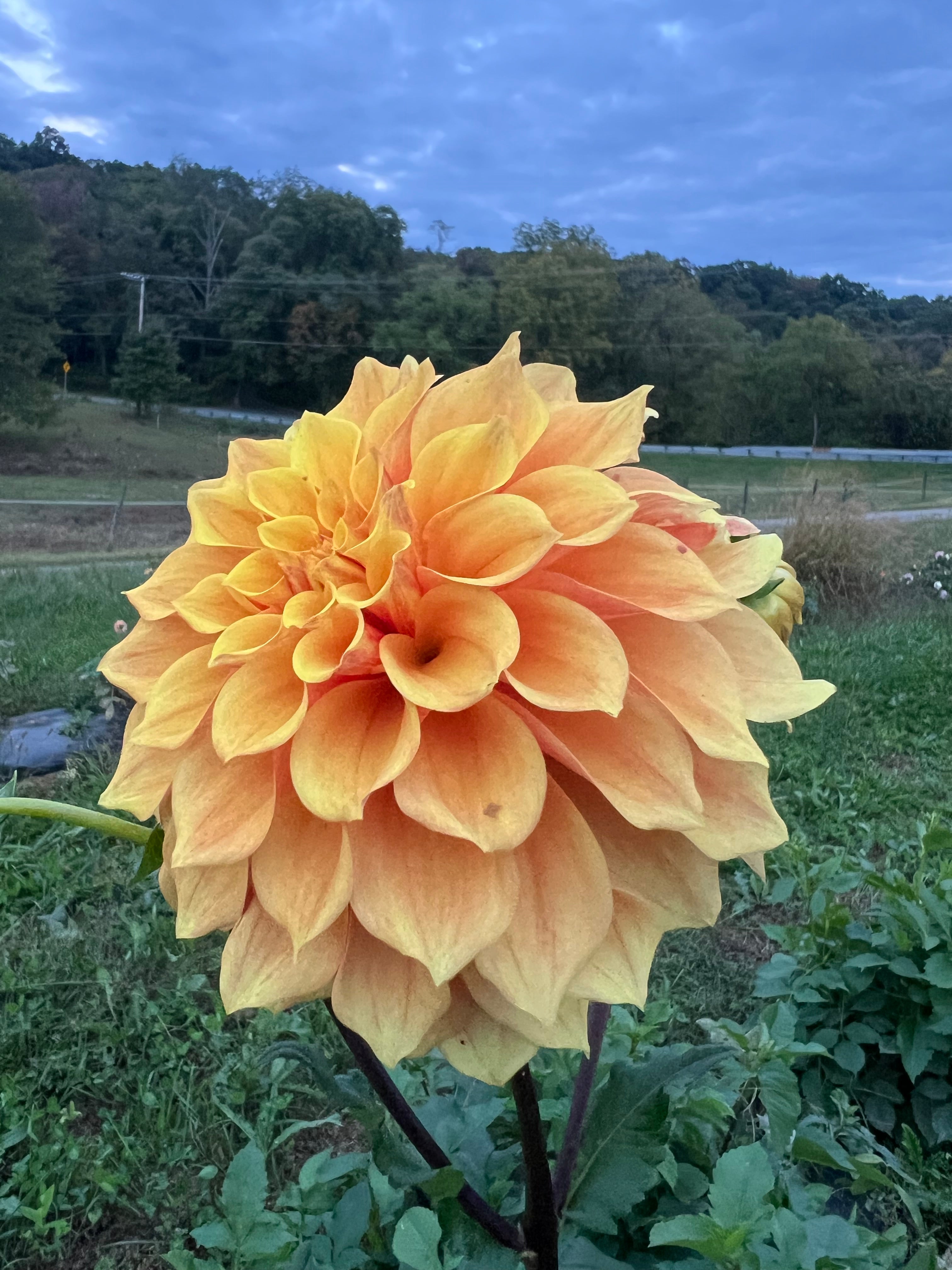 Bloomquist Endure – starkfarms