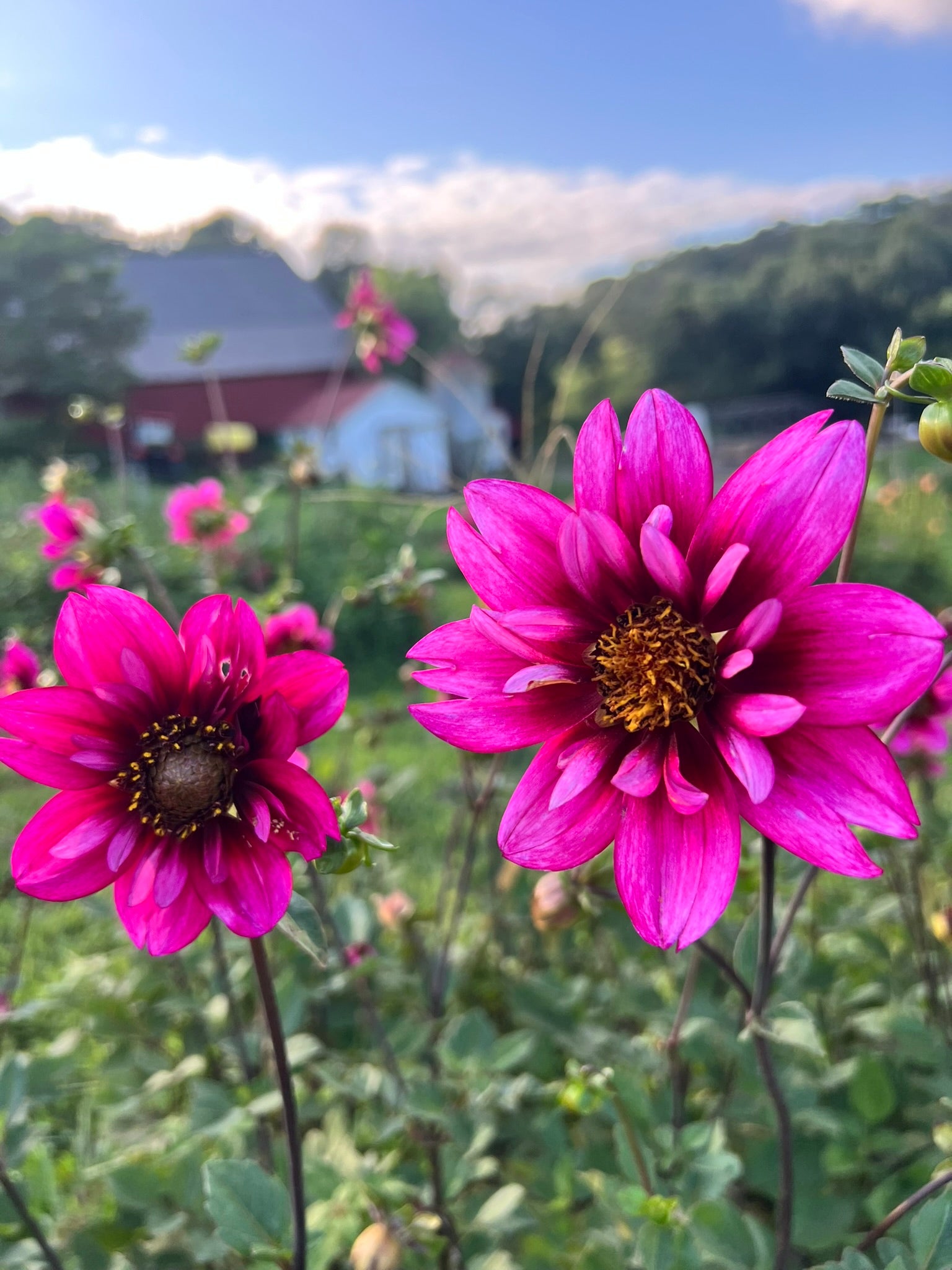 Skyfall – starkfarms