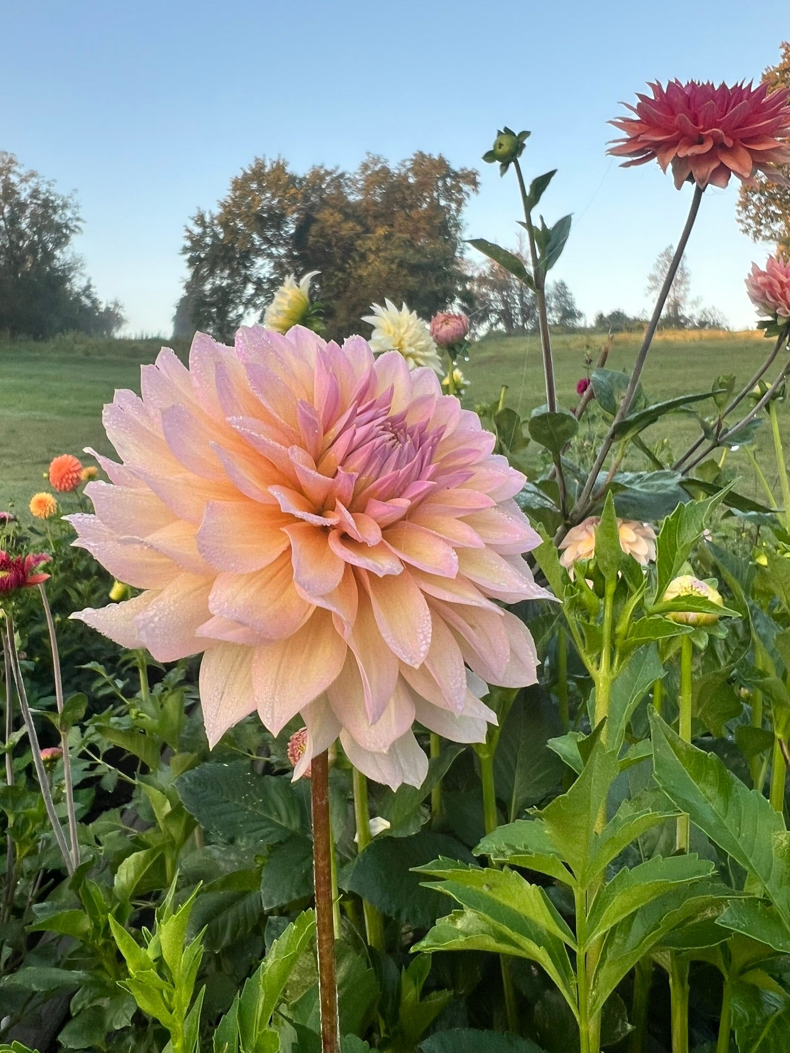DL's The Special (Limit 1) – starkfarms