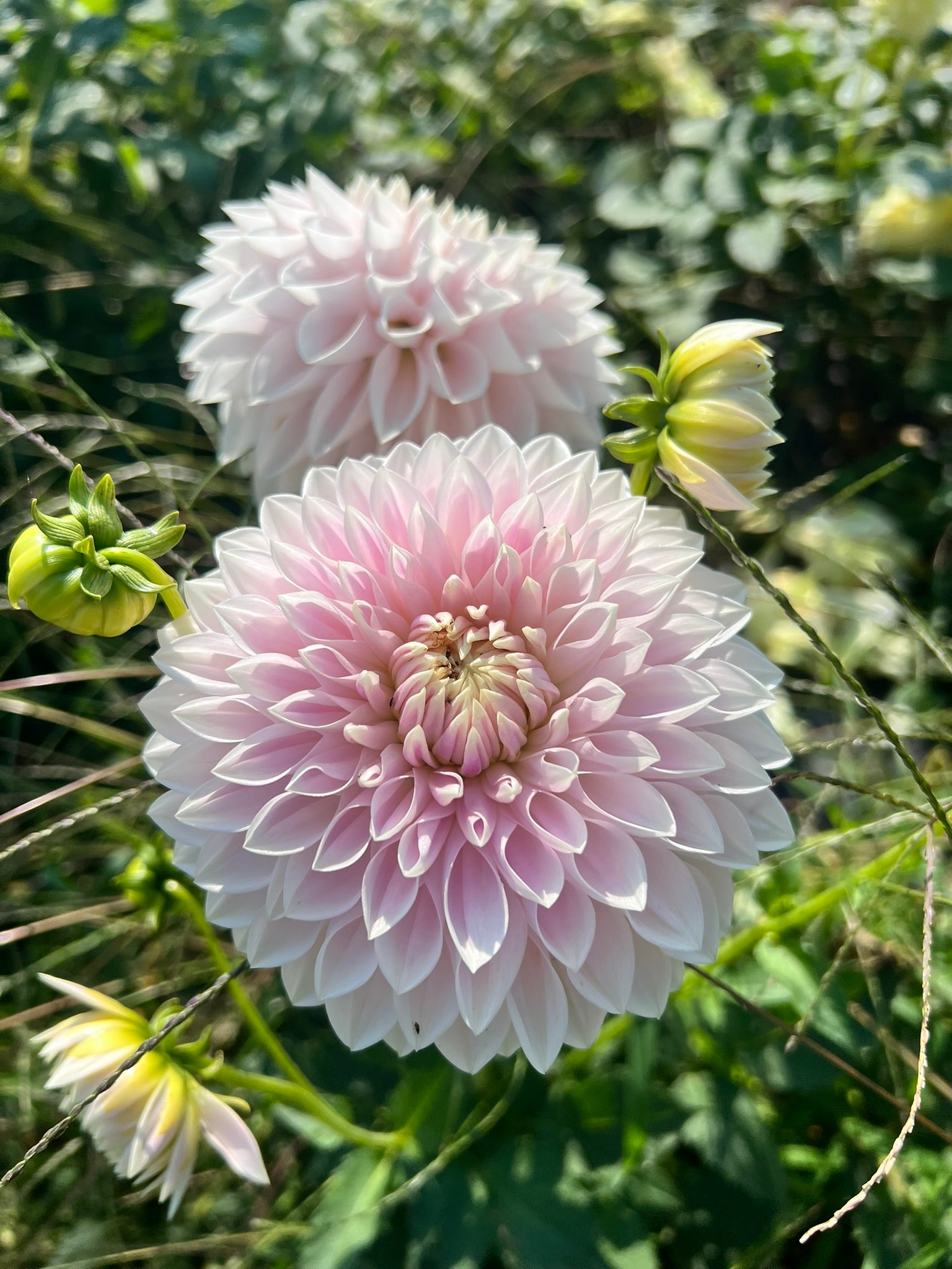 Miss Anne Francis – starkfarms