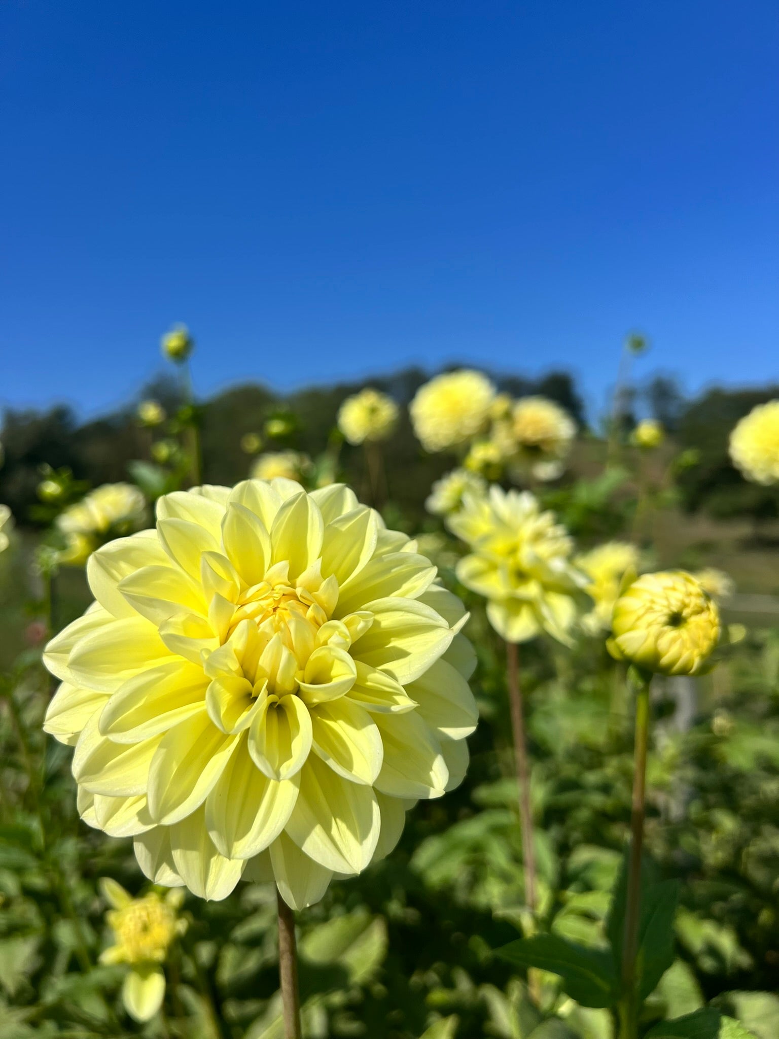 SF Helene – starkfarms