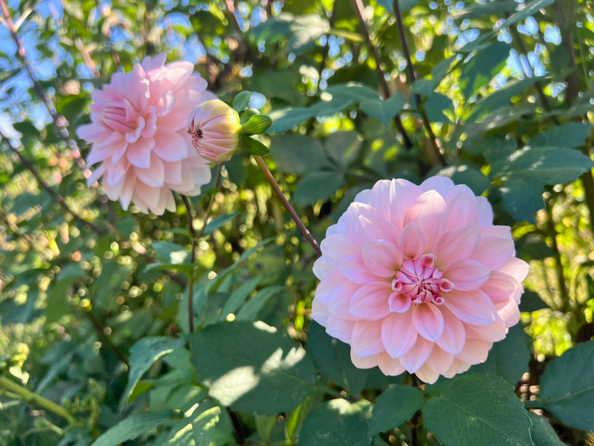 SF Lambent – starkfarms