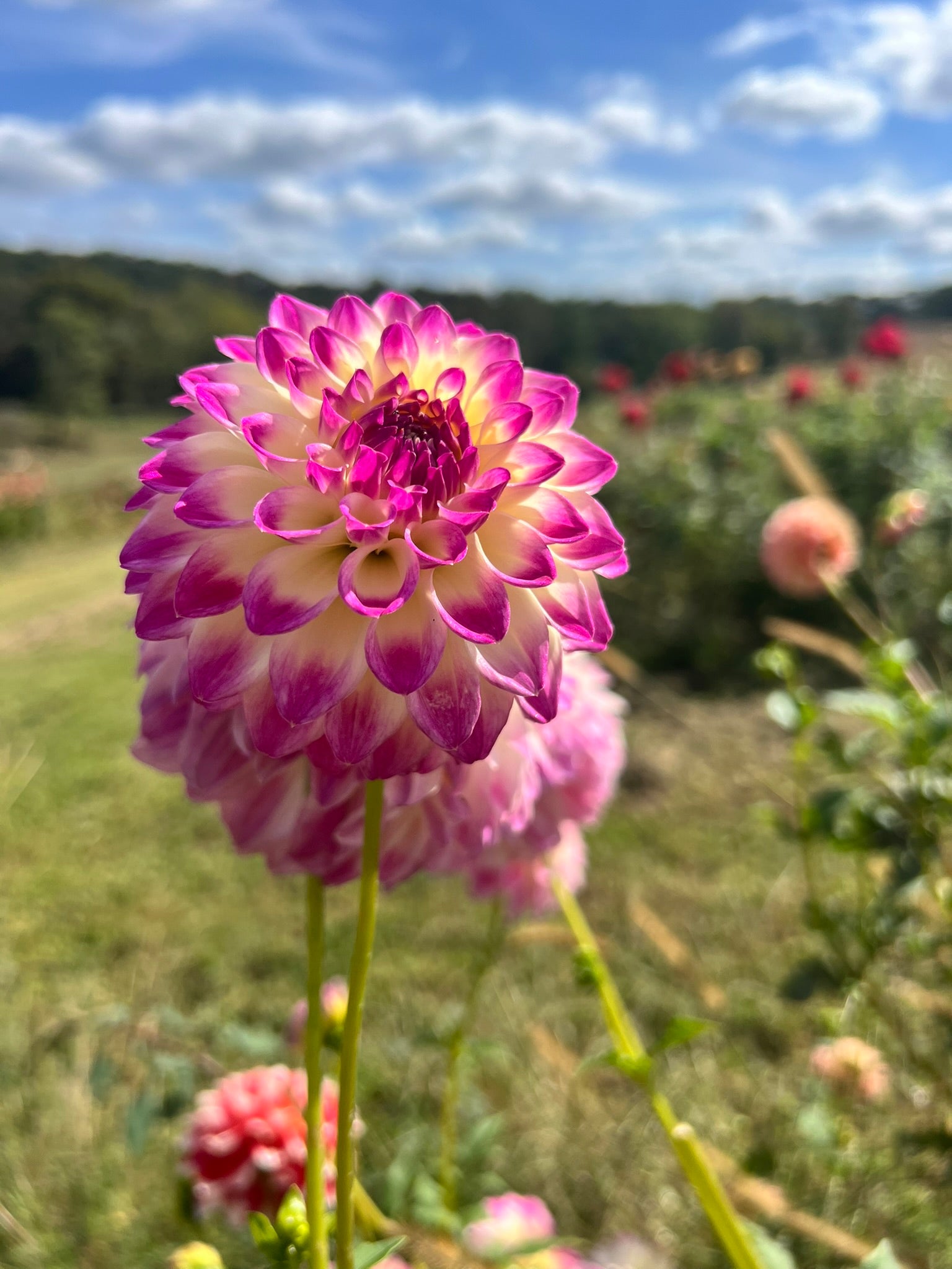 Hapet Blue Eyes – starkfarms