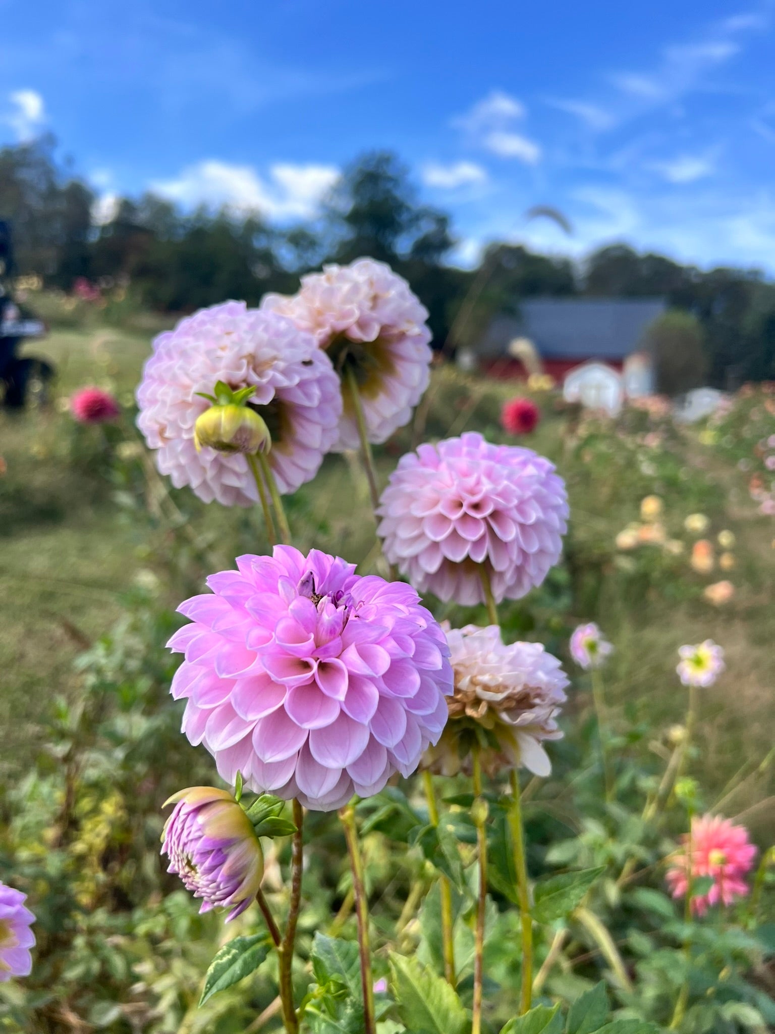 Skeena Snow Glow – starkfarms