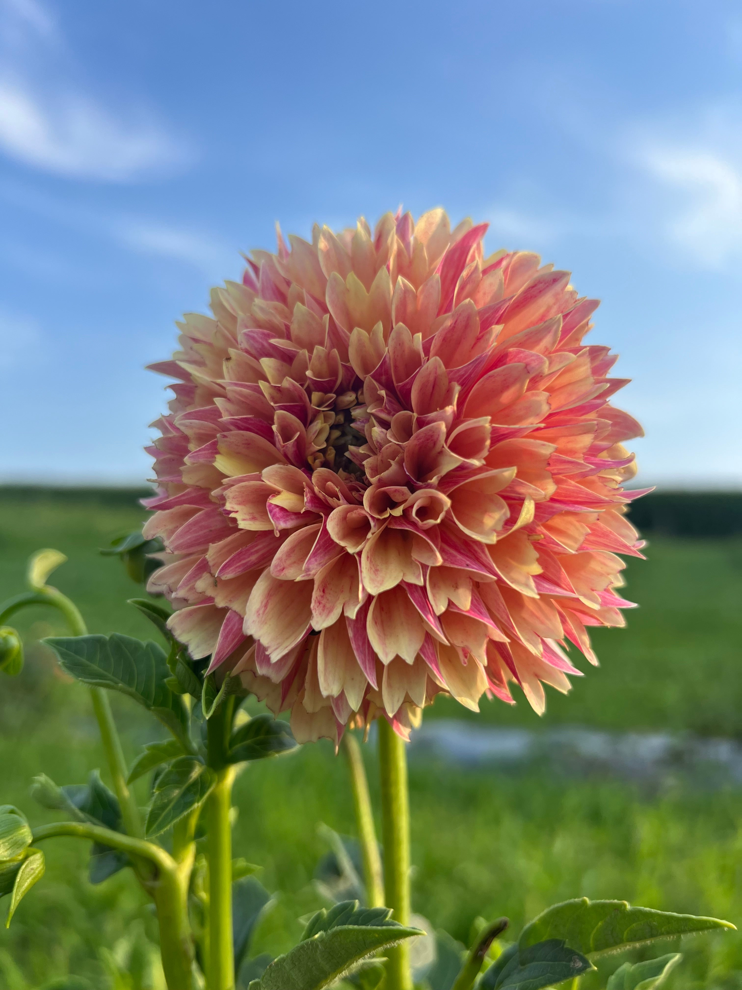 Sweet Suzanne – starkfarms