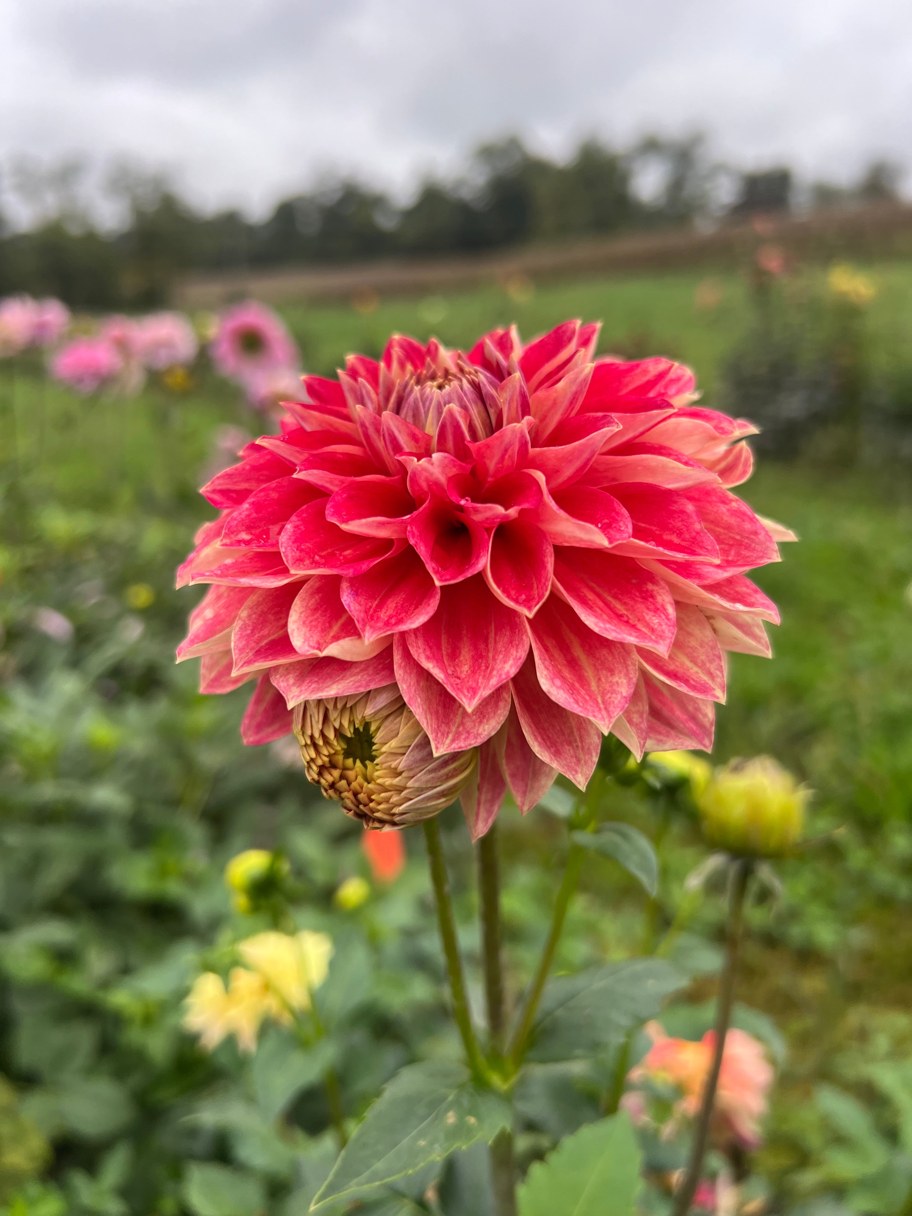 Hapet Cinderella – starkfarms