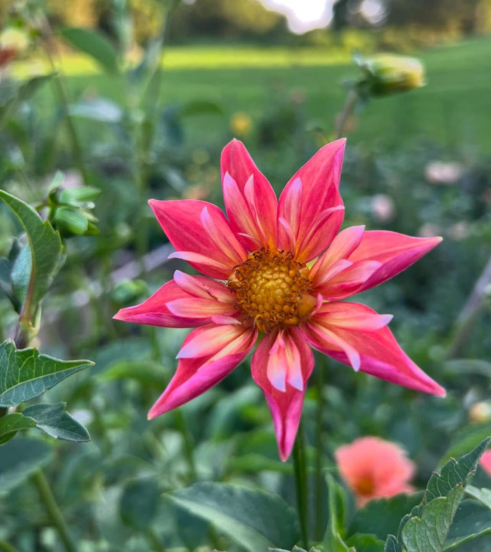 SF Madison – starkfarms