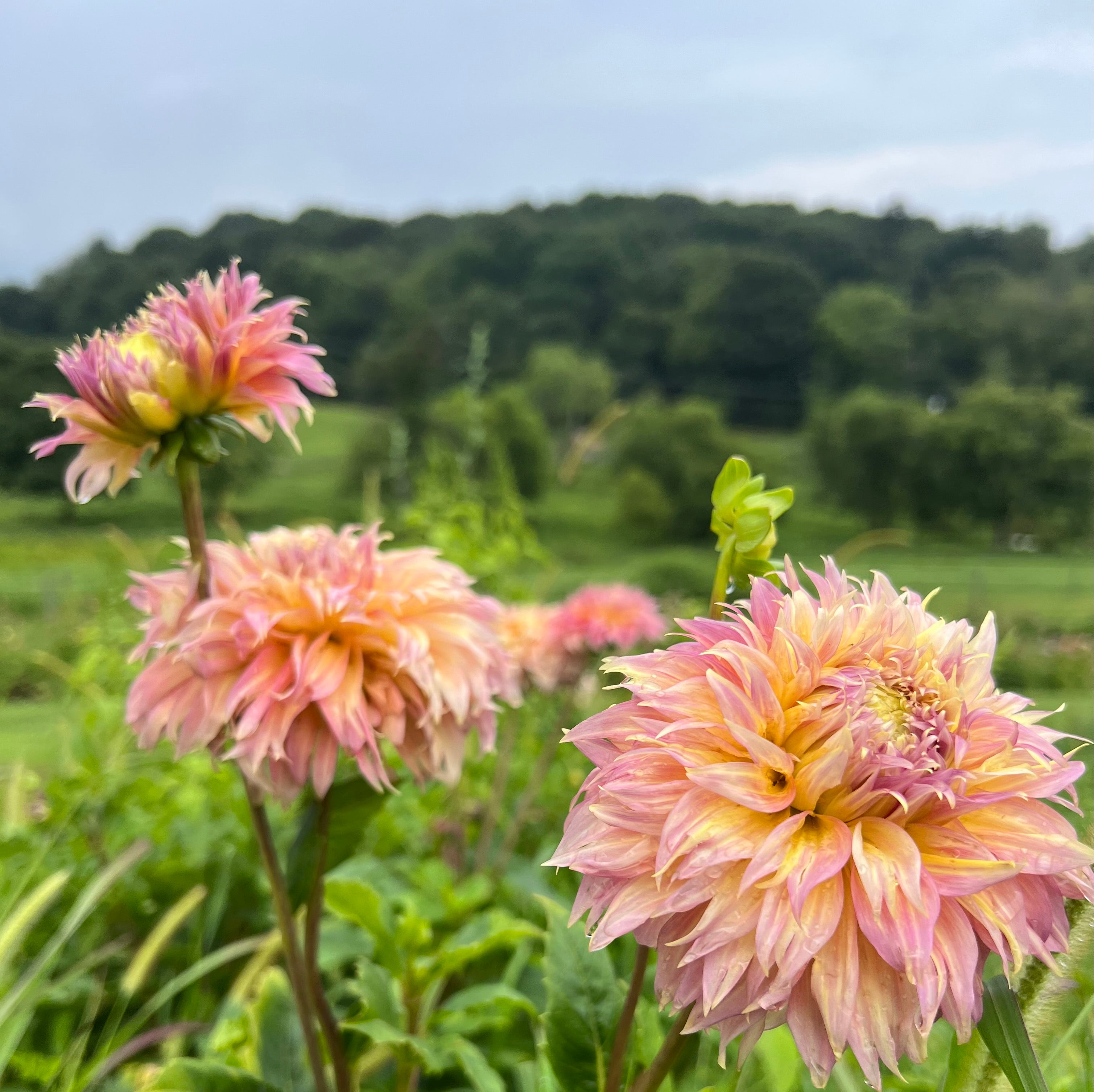 Summer Rain – starkfarms