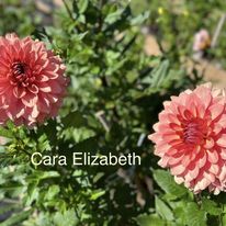 Cara Elizabeth – starkfarms