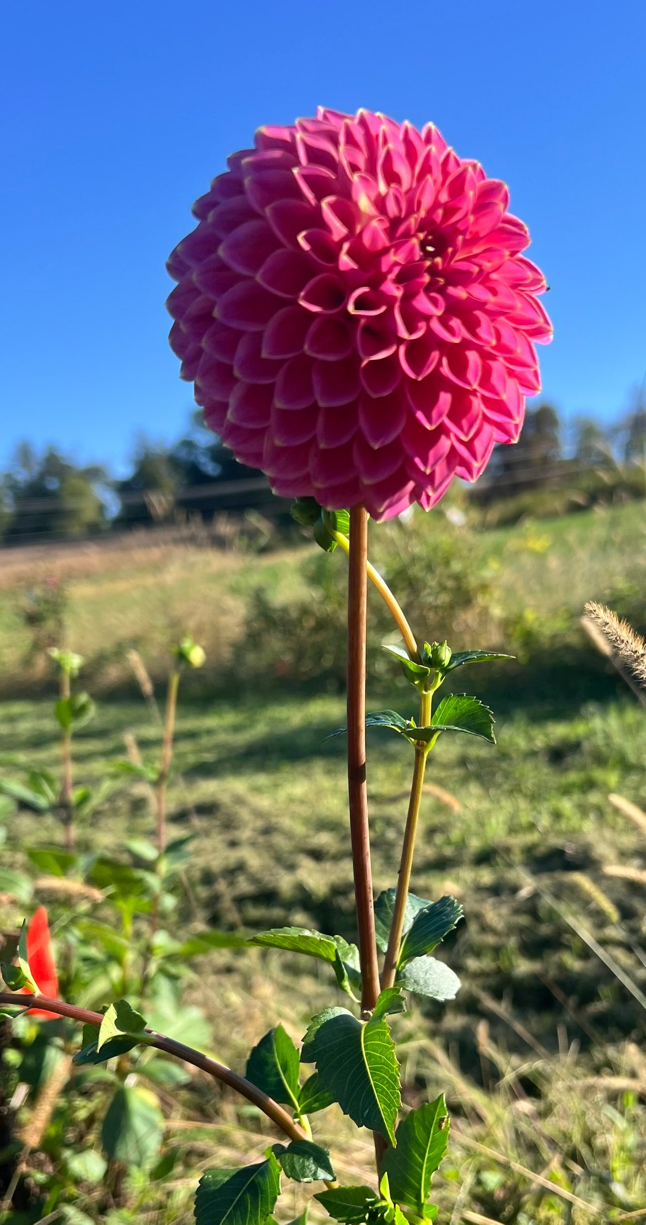 Polventon Kristobel (Europe) Limit 1 – starkfarms